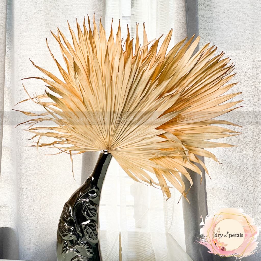 Dried Anahaw Uncut (1 pc) Natural Dried Flower for Events, Boho Theme ...