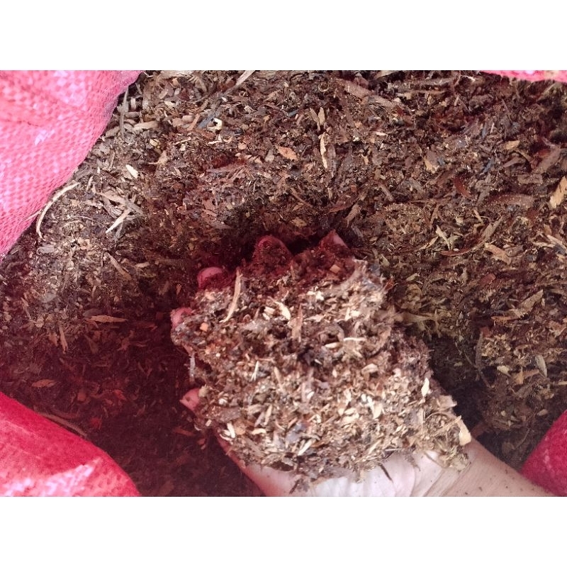 Kusot ng Accacia a Pang lagay sa halaman(300G) | Shopee Philippines