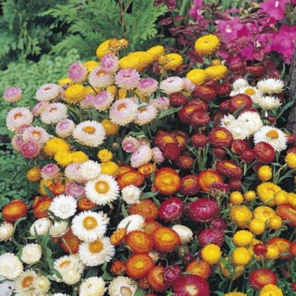 Everlasting Strawflowers Flower Seeds Rare Flower Seeds Heirloom Flower ...