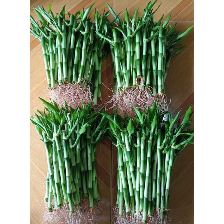 1 PC Lucky Bamboo per piece for wealth and good luck / Live Plant ...