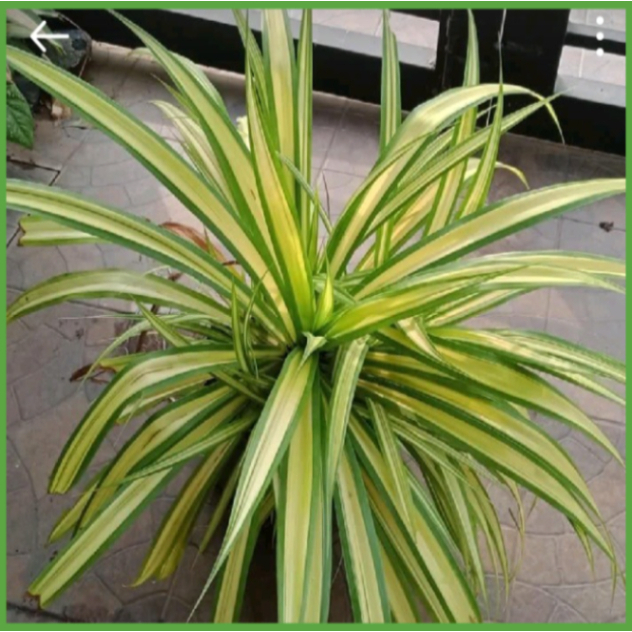 Golden Pandan Live Plant Well Establish Root | Shopee Philippines