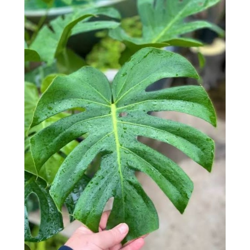 monstera deliciousa (juvenile form) | Shopee Philippines