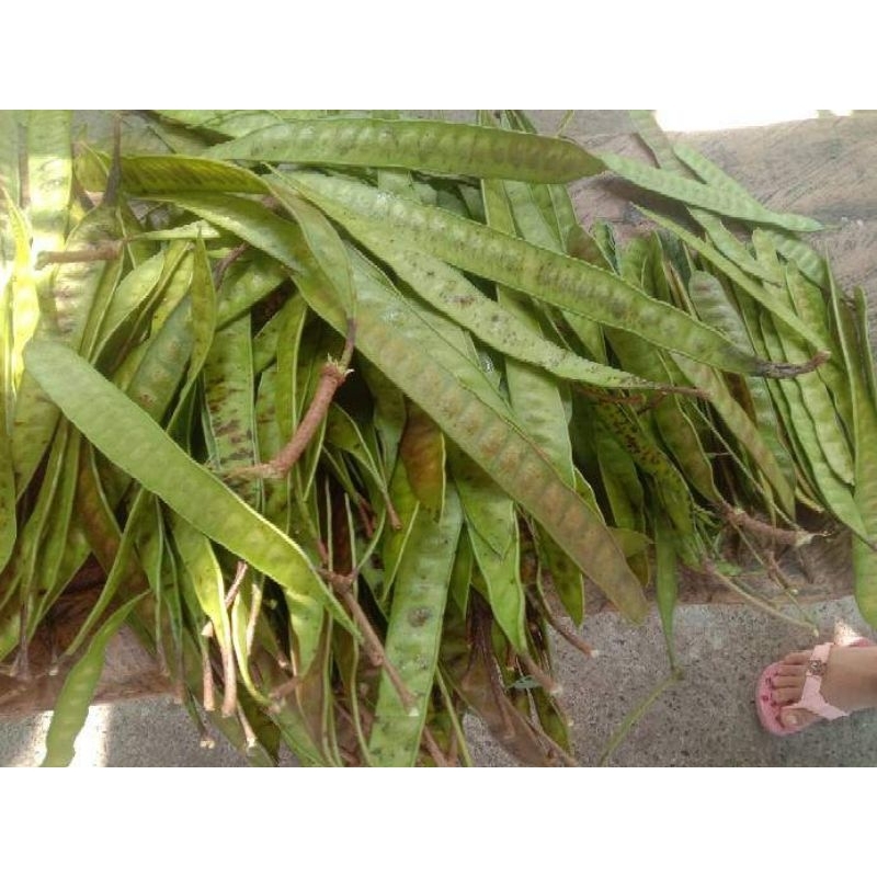 Fresh bunga Ng Ipil Ipil 1kilo | Shopee Philippines