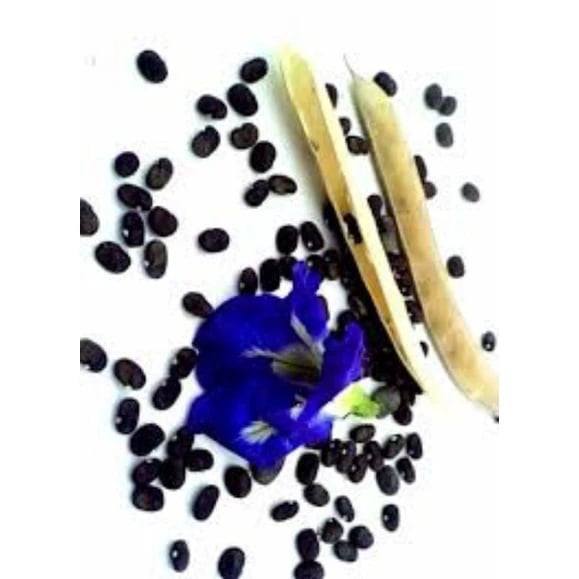 50pcs Blue Ternate Seeds/Butterfly pea For Healthy body /PANTANIM easy ...