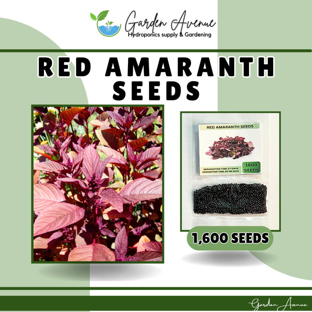 RED AMARANTH SEEDS (1,600 SEEDS) - HYBRID/FOR PLANTING/SUPER RED/FOR ...