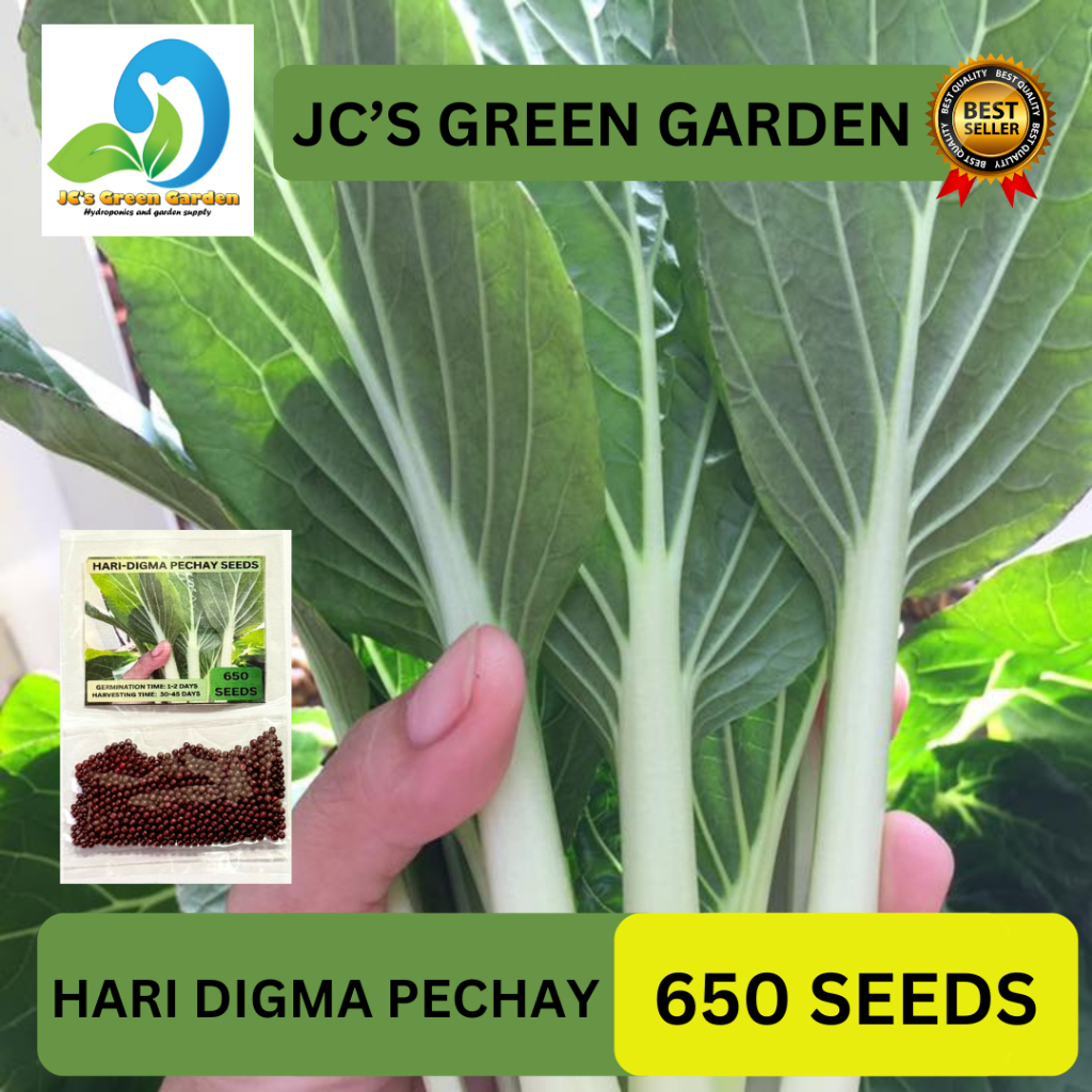 VALUE PACK (650 SEEDS) HARI DIGMA PECHAY SEEDS/FOR PLANTING/HIGH ...