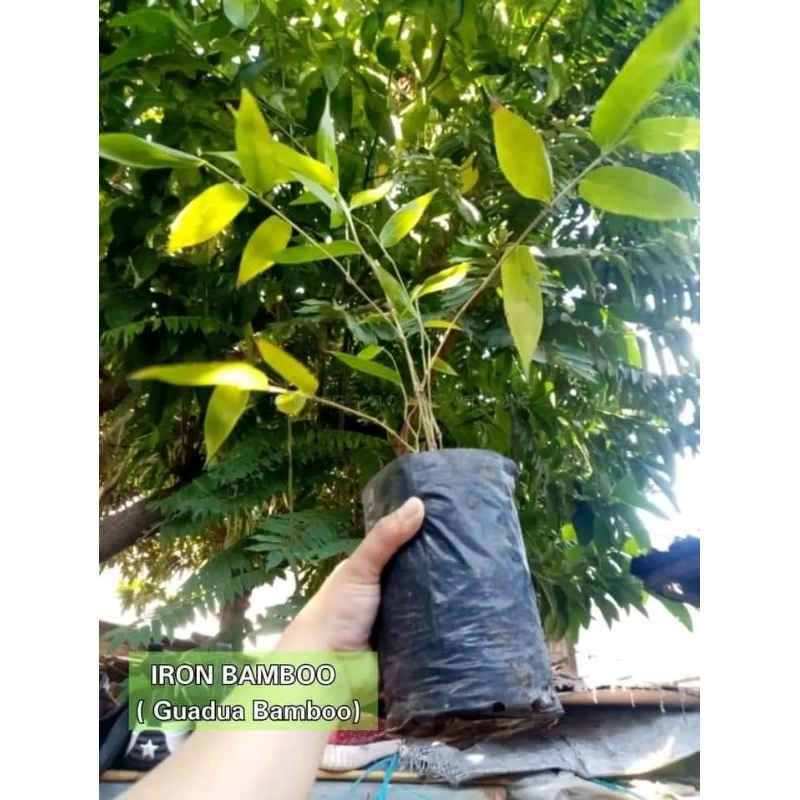 IRON BAMBOO ( GUADA BAMBOO) 5pcs / 10pcs | Shopee Philippines
