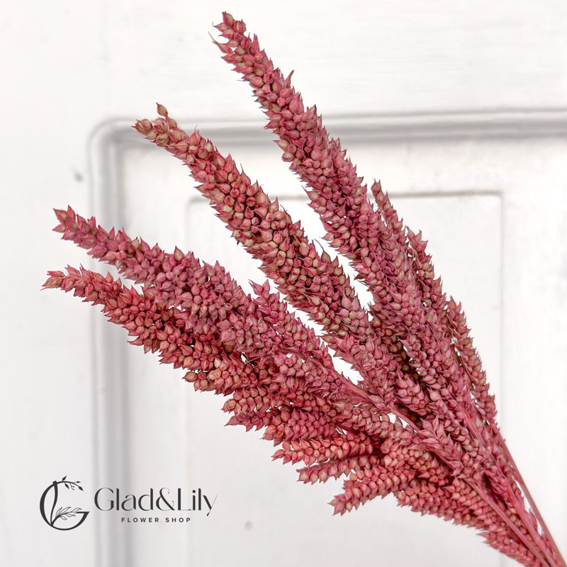 Dried Trigo Flowers (mini bundle / 6 stems) or assorted (tricolor ...