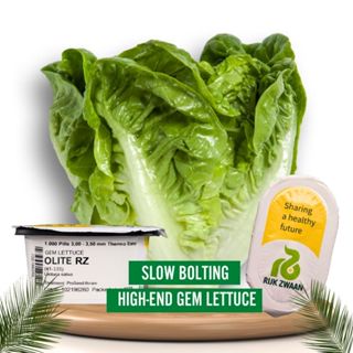 rijk zwaan - Best Prices and Online Promos - Jan 2024 | Shopee Philippines