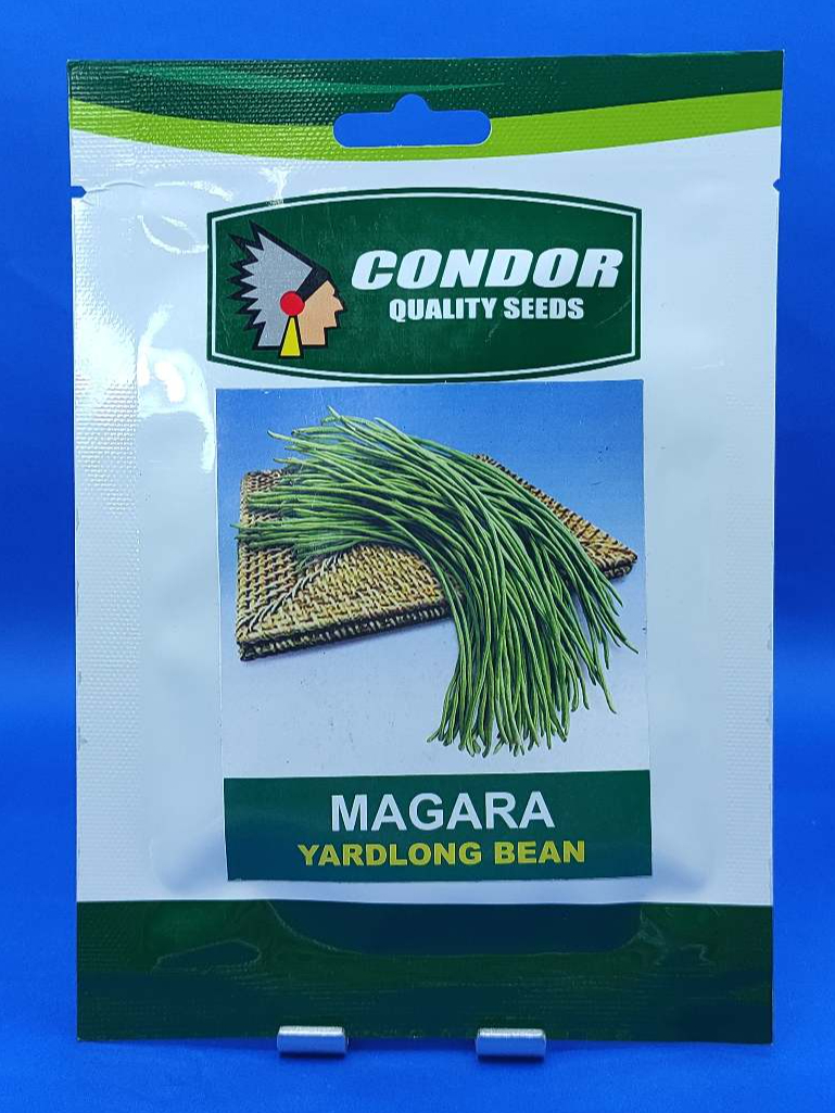 CONDOR MAGARA OPV YARDLONG STRING BEANS/SITAW/SITAO SEEDS (12 GRAMS ...