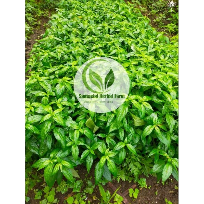 SERPENTINA HERBAL (FRESH AND DRIED LEAVES) | Shopee Philippines