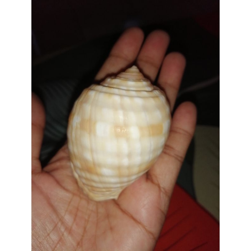 Real Seashell/Malea Pomum/Collection/Decorative/ 6.2-6.5cm. | Shopee ...