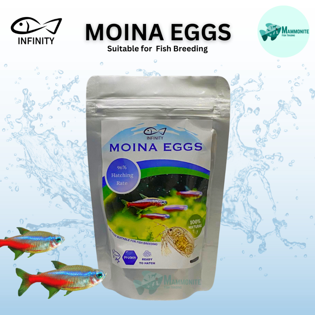 Infinity Moina Eggs 96% Hatching Rate 100% Natural 1 Capsule | Shopee ...
