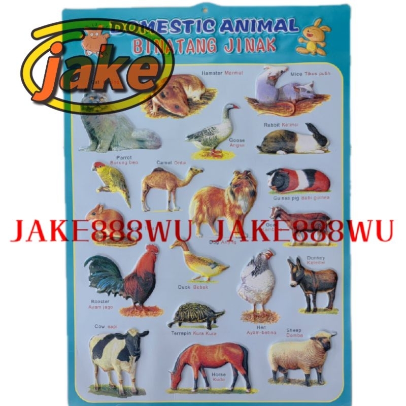 Big size 58x42cm Educational wall 3D Chart for kids Learning Materials ...