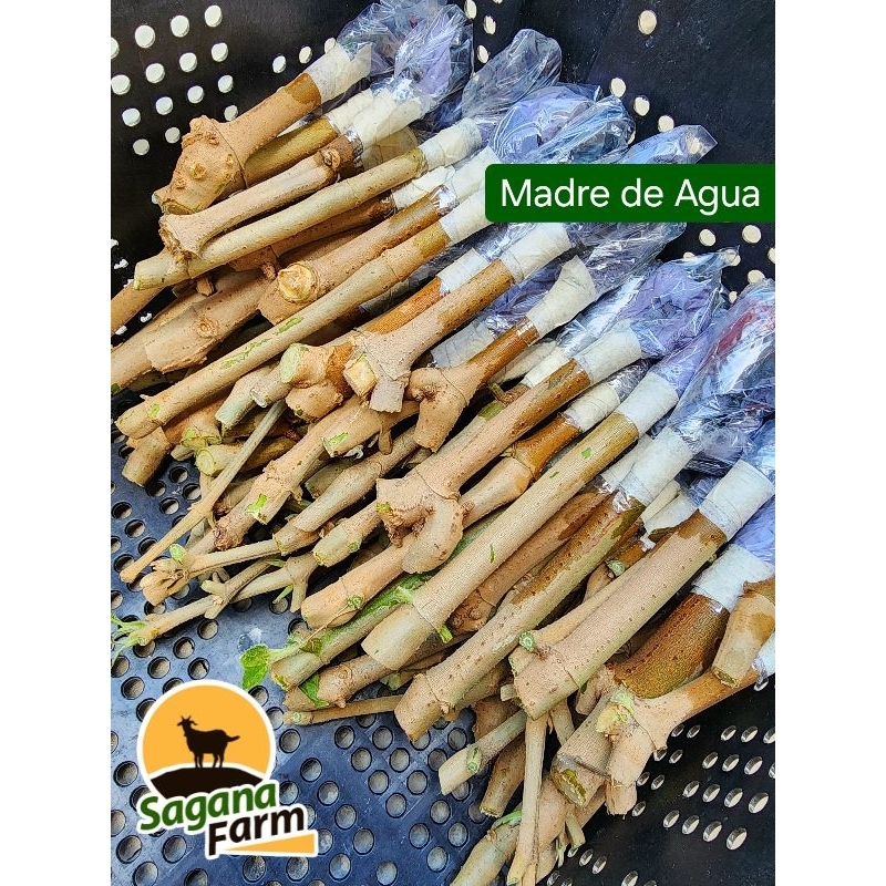 Madre de Agua 10 - 100 pcs (Trichanthera gigantea) Stalks by Sagana ...