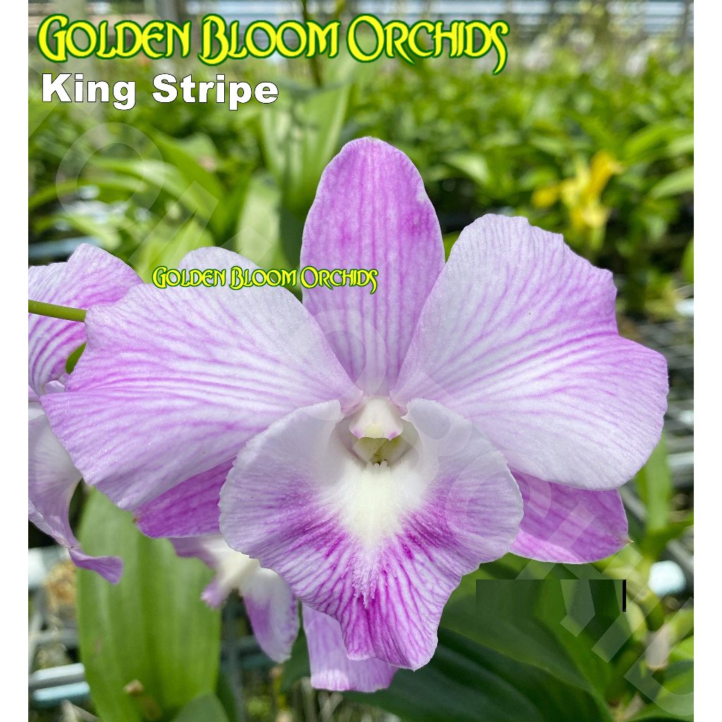 GBO Carmina: BS Dendro Special | Blooming Size | Orchids | King Dragon ...