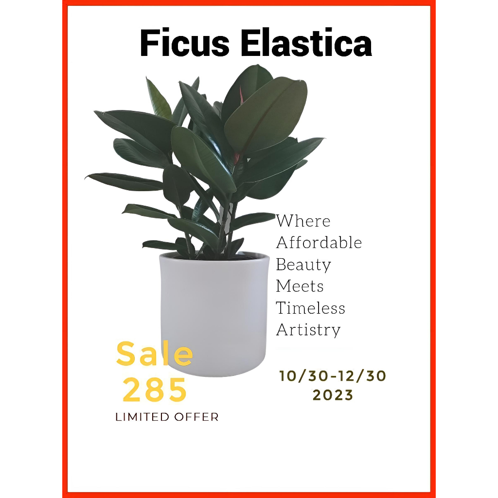 Ficus Elastica Ruber Plant with free a nice pot white or black | Shopee ...