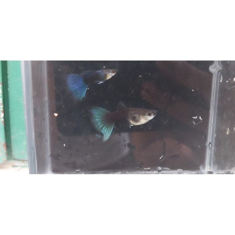 Aquatic plants and Foods For pdert | Shopee Philippines