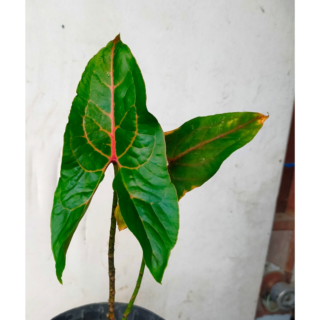 Alocasia Red Avatar rare | Shopee Philippines