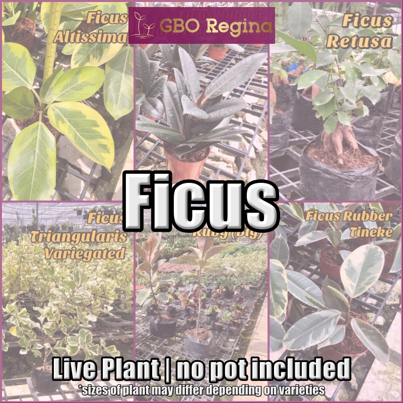 GBO Regina - Ornamentals: Ficus | Rubber Tree | Ruby | Tineke (uprooted ...