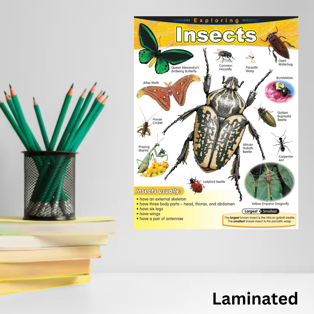 Laminated Basic Animal Groups, Amphibians, Fish, Insects, Mammals ...