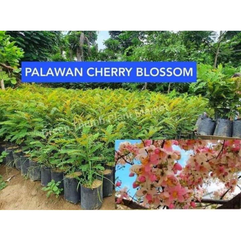 Palawan Cherry Blossoms | Shopee Philippines