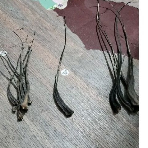 buntot pagicharm panglagay sa pintuan 1piraso | Shopee Philippines