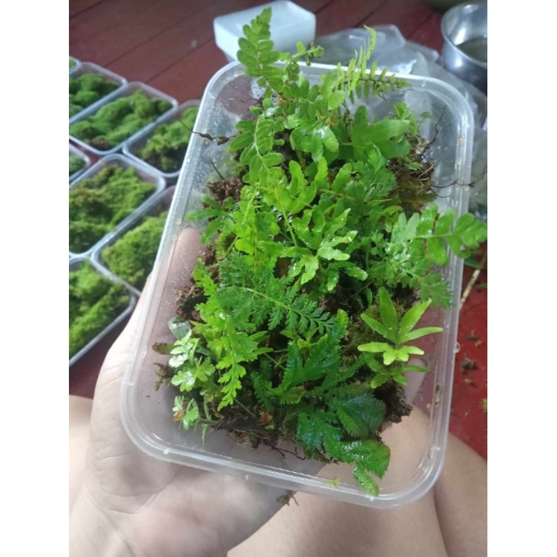 Mix ferns in a tube(10-15pcs) | Shopee Philippines