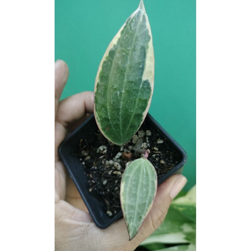 HOYA MACROPHYLLA PROPA | Shopee Philippines