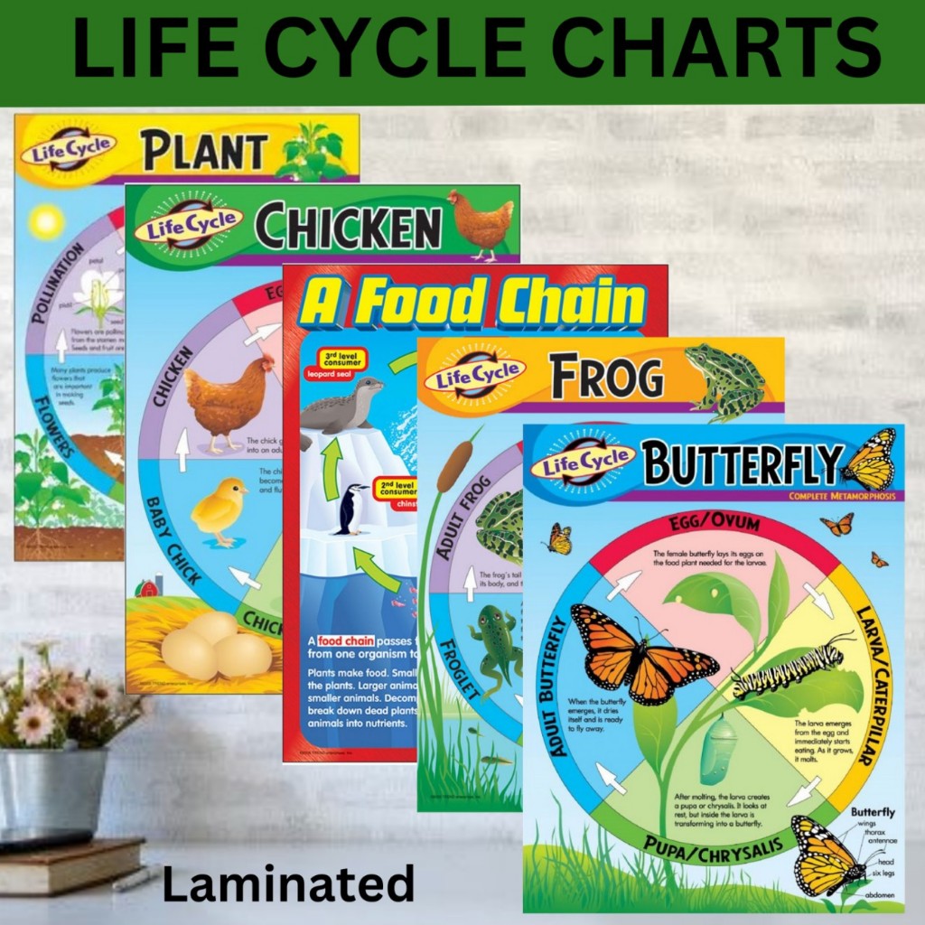 Laminated Life Cycle of a Butterfly, Chicken, Frog, Plant and Food ...