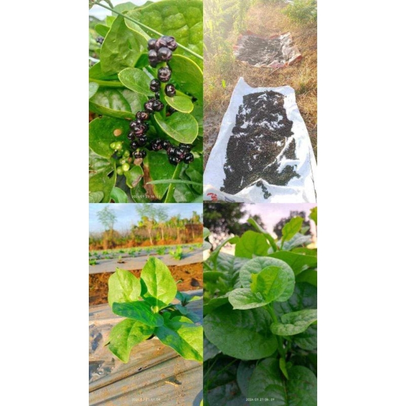 Green Alugbati seeds | Shopee Philippines