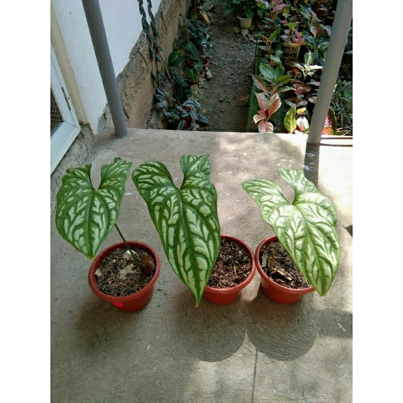 Cercestis Mirabilis: live plant | Shopee Philippines
