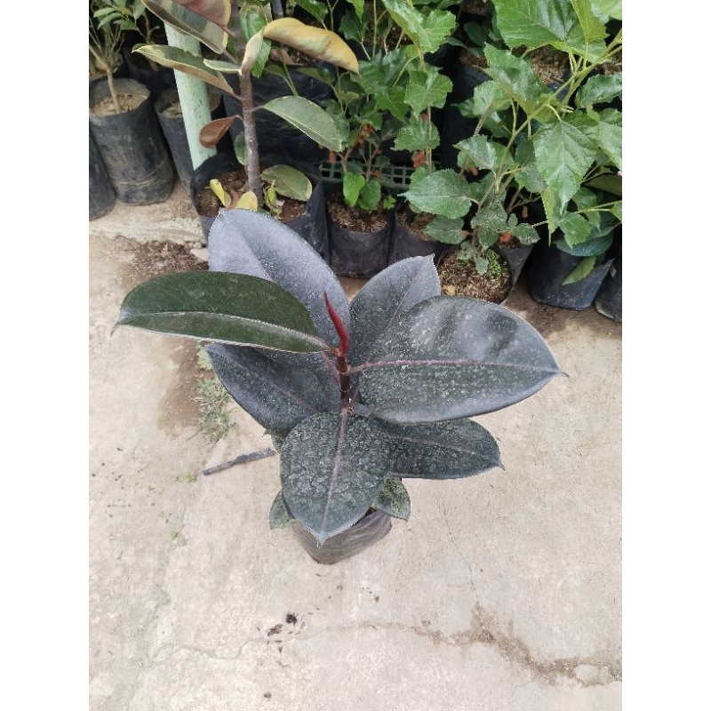 Black Prince Rubber Tree (garden decor) | Shopee Philippines