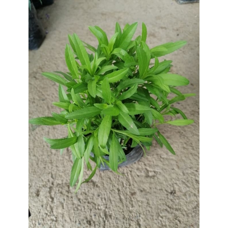 Taragon Herbs (luzon area) | Shopee Philippines