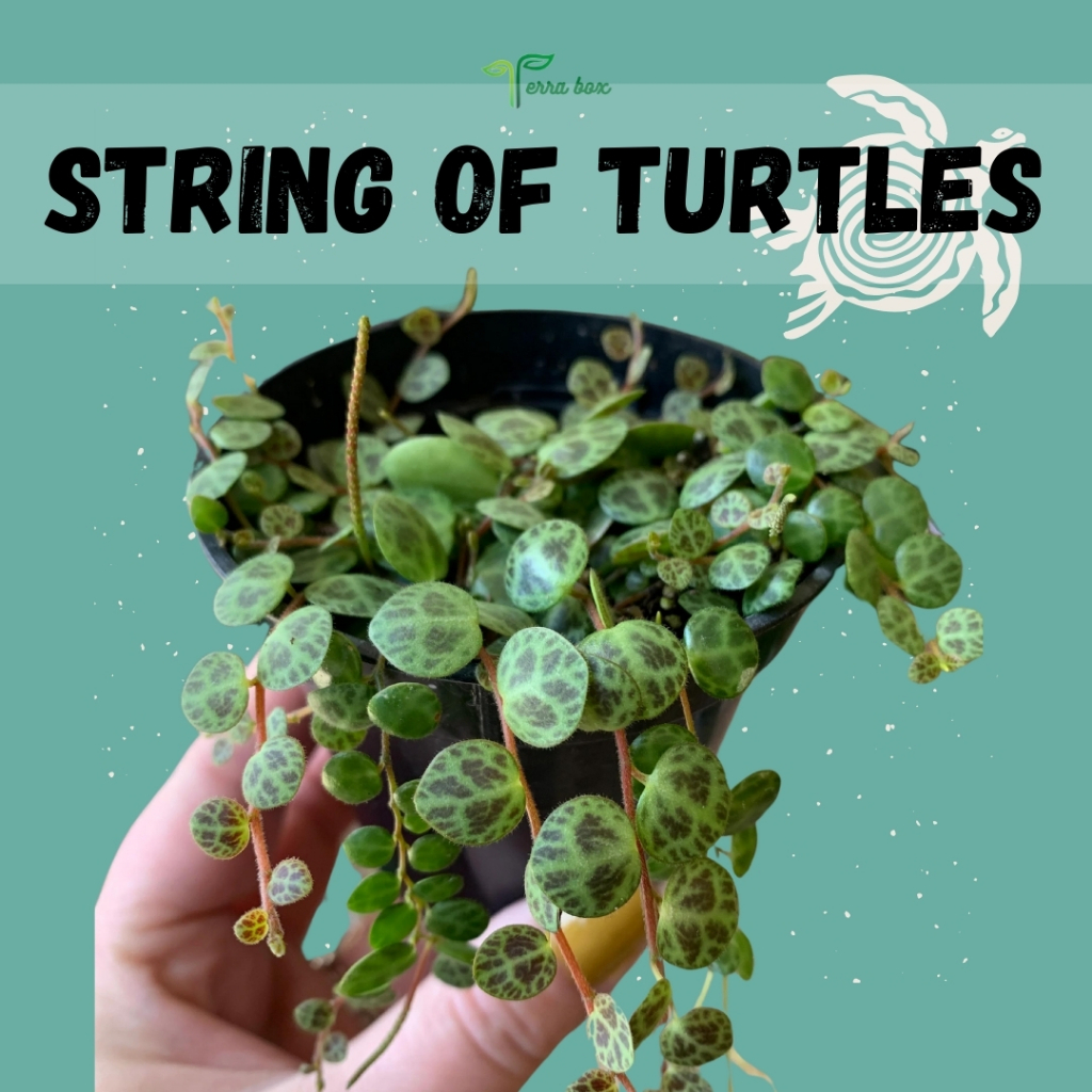STRING OF TURTLE FOR YOUR GARDEN AND TERRARIUMS | Shopee Philippines