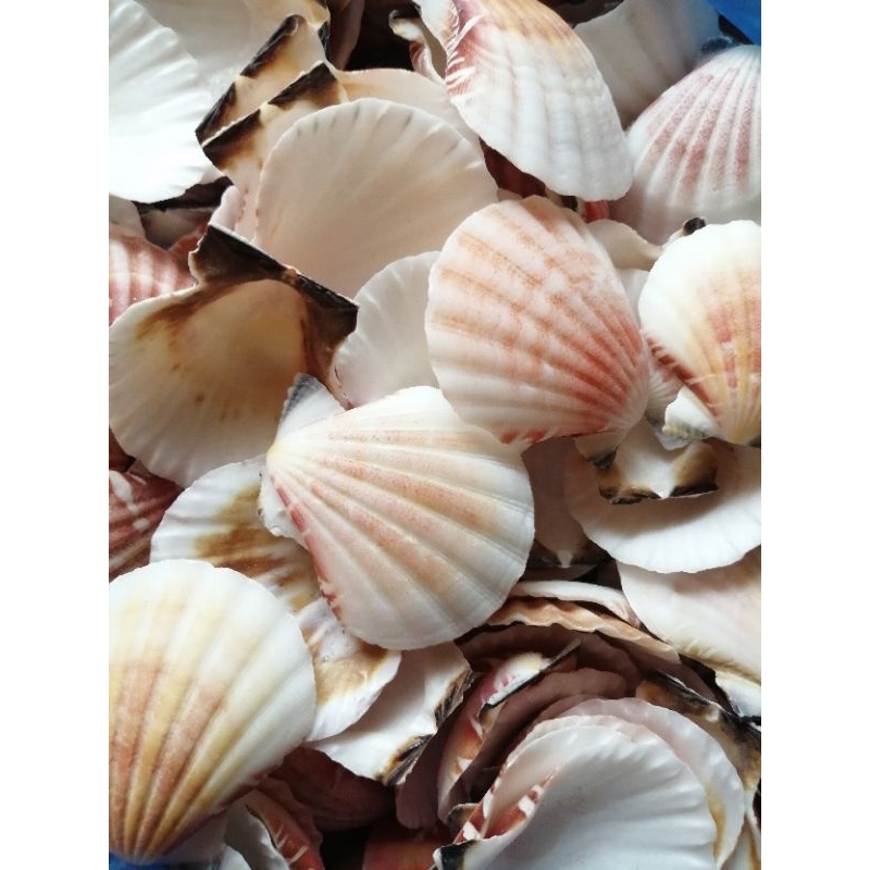 Real Seashell l Vexillium l 500g l 1kg l | Shopee Philippines