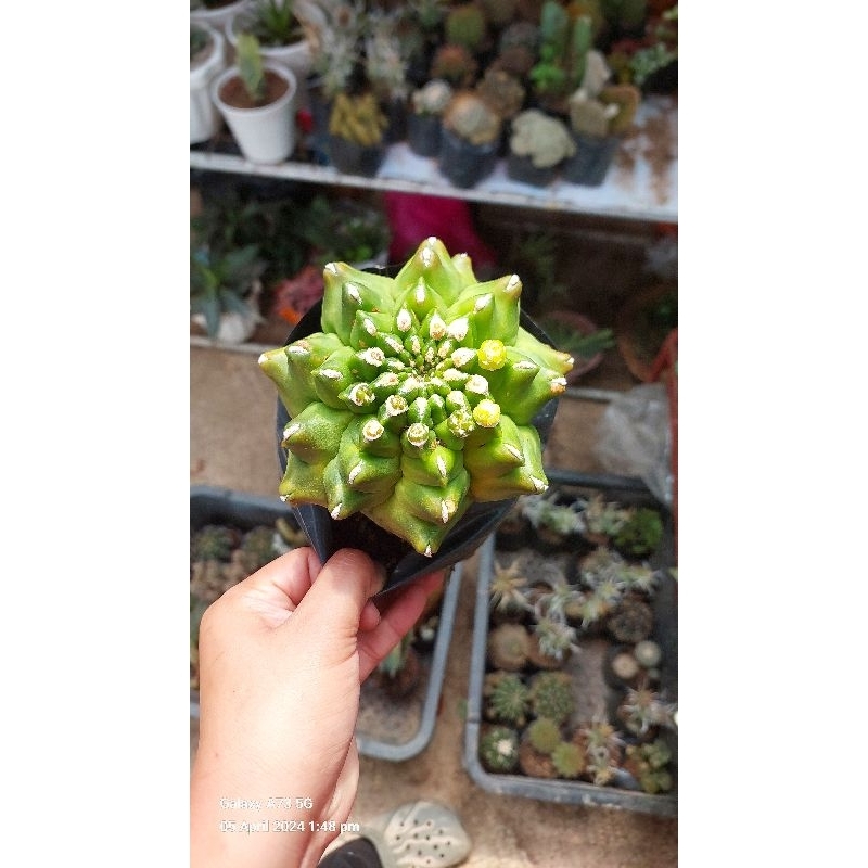 Kiko Cactus (big size) | Shopee Philippines