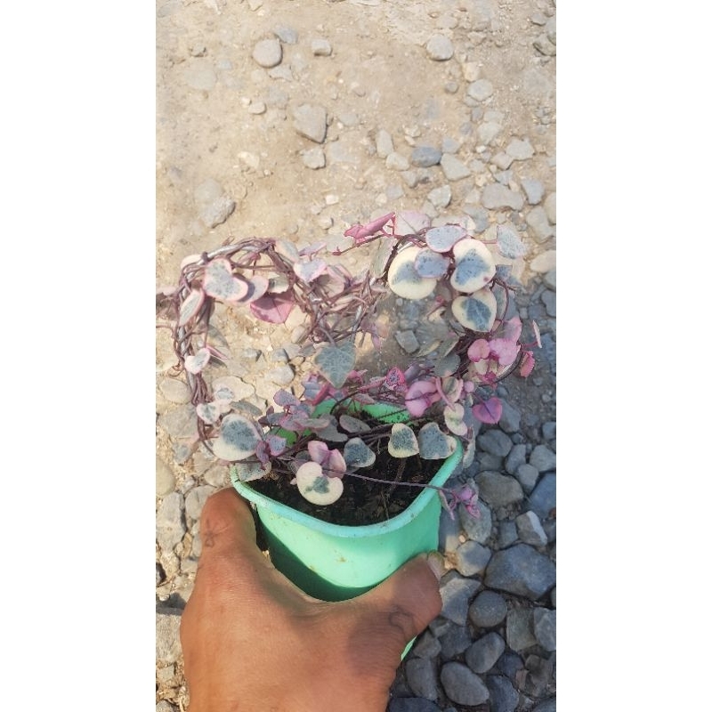 string of heart | Shopee Philippines