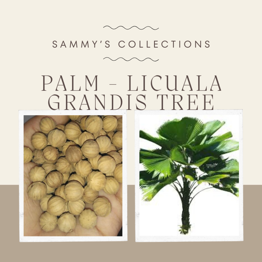 PALM - LICUALA GRANDIS TREE Seeds (2 seeds) for Planting / Gardening ...