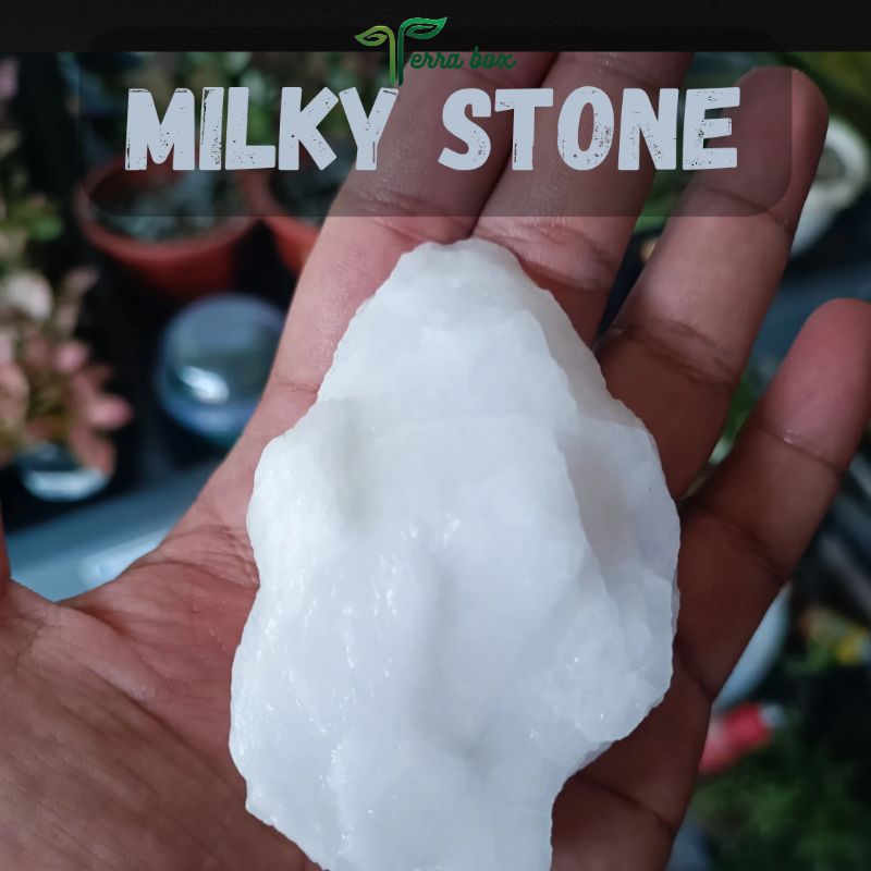 PETRIFIED WOOD FOSSIL STONE,G STONE, MILKY STONES, SLATE STONES FOR ...