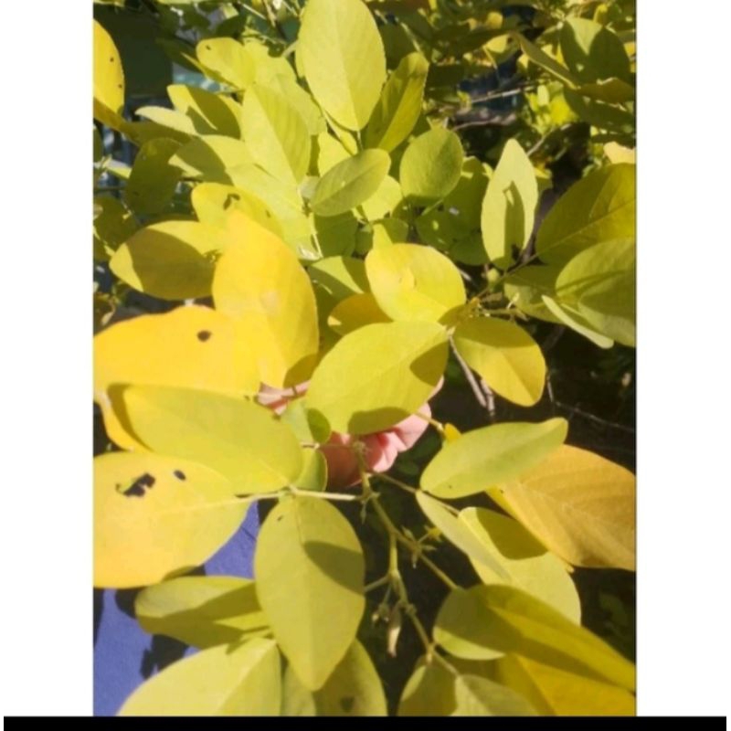 Golden Legium Plant Seeds/Seeds for Planting(20seeds per pack) | Shopee ...