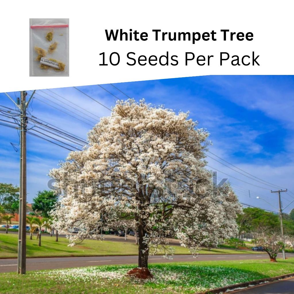 White Trumpet Tree Seeds | Shopee Philippines
