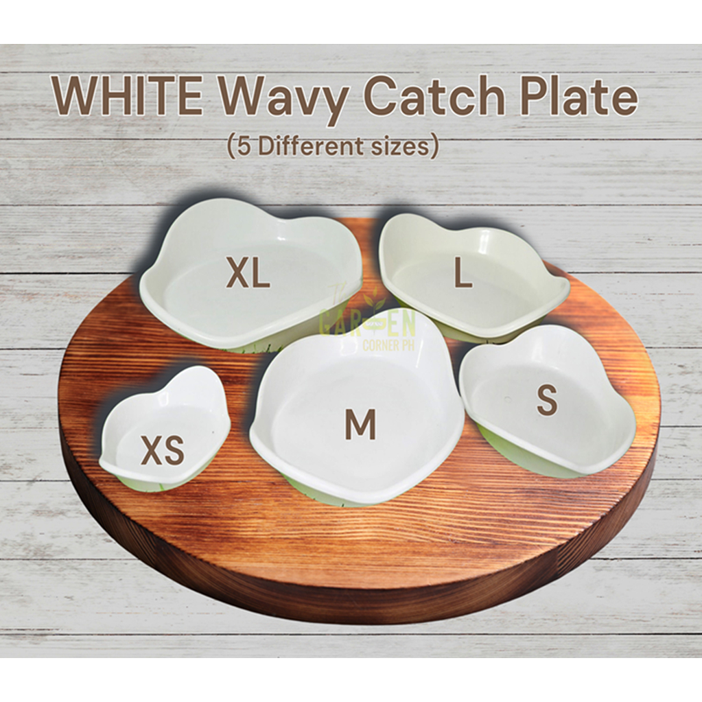 WHITE Wavy Catch Plate (Yayamanin Pearl Wave Catch Plate) Best for ...