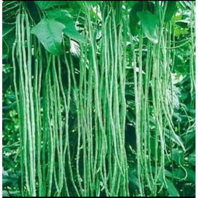 sitaw na haba seeds for planting (15 seeds) | Shopee Philippines