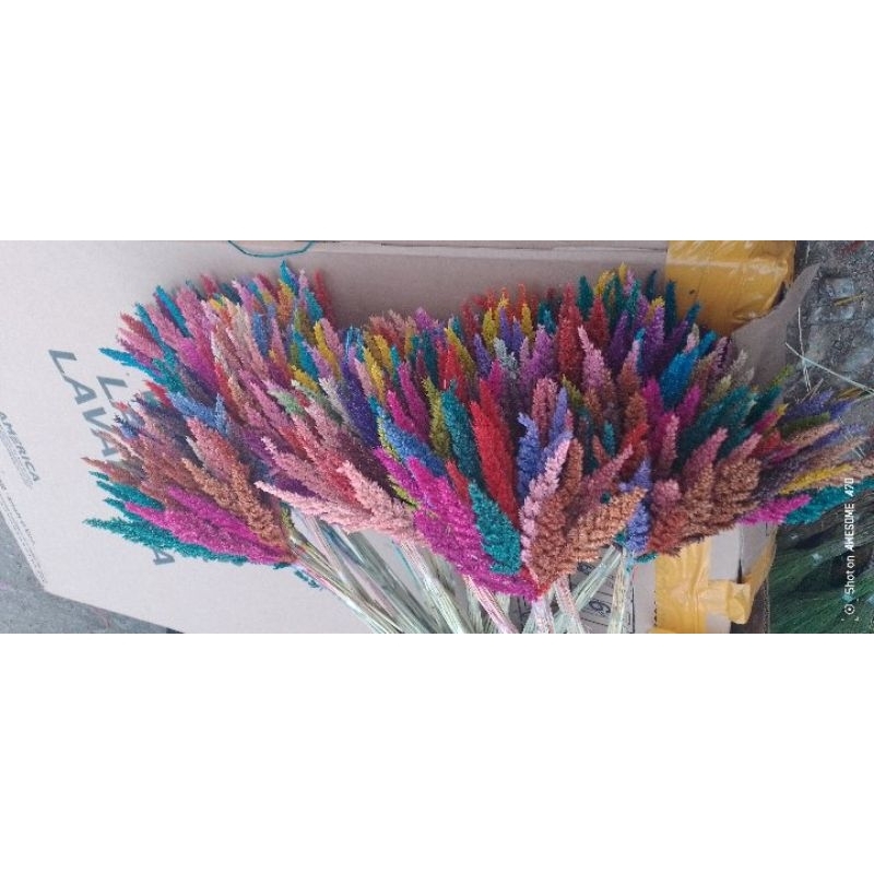 Dried trigo per bundle | Shopee Philippines