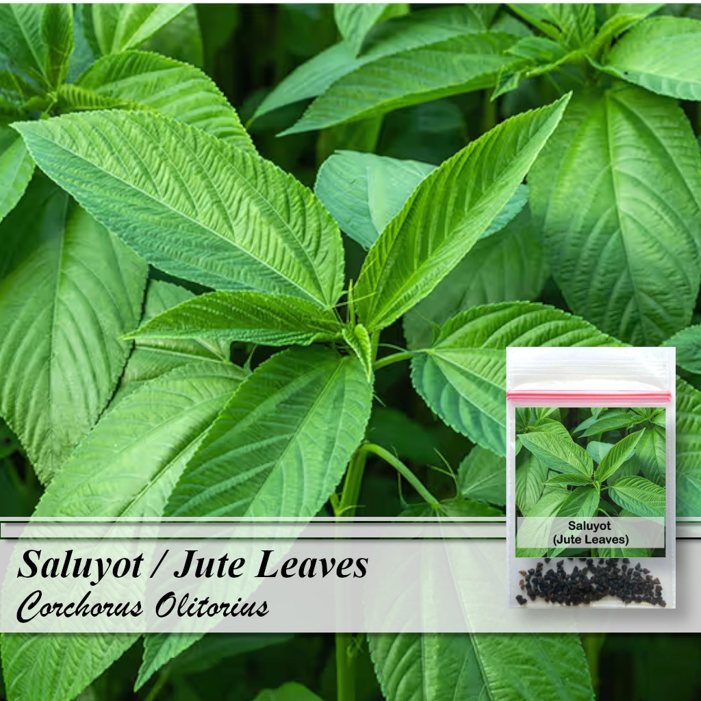 Saluyot 150+ Seeds / Jute Leaves (Corchorus Olitorius) Seeds | Shopee ...