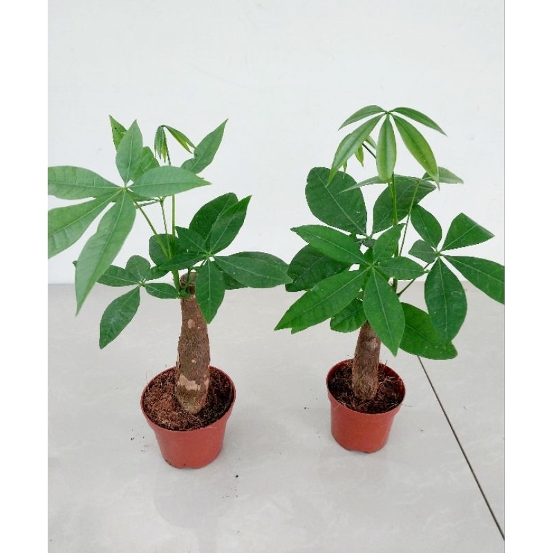 Pachira aquatica ( Money tree / Castanas / Guiana Chestnut ) | Shopee ...
