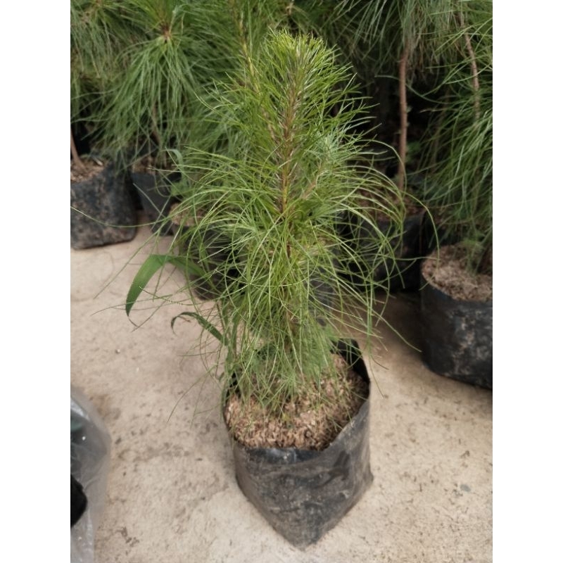 Benguet Pine tree (big size) | Shopee Philippines