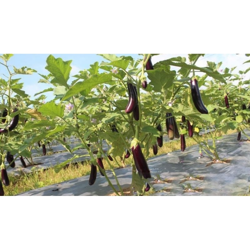Eggplants Calixto F1 seeds, approximately 180 seeds/pack | Shopee ...