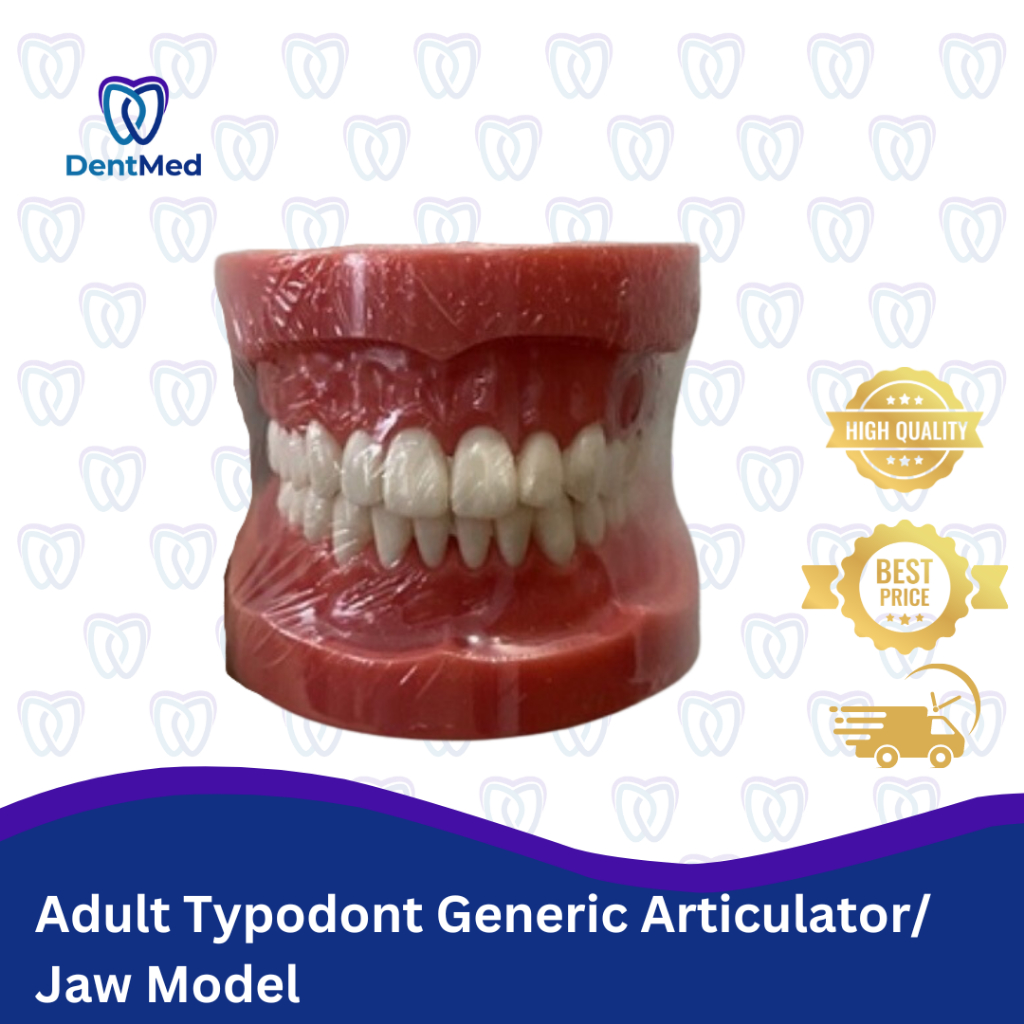 Adult Typodont Generic Articulator/ Jaw Model (Same with Nissin and ...